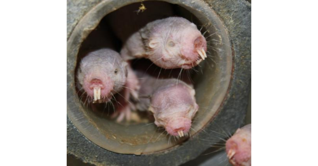 13 Animals That Can Not Feel Pain - nickiy.com