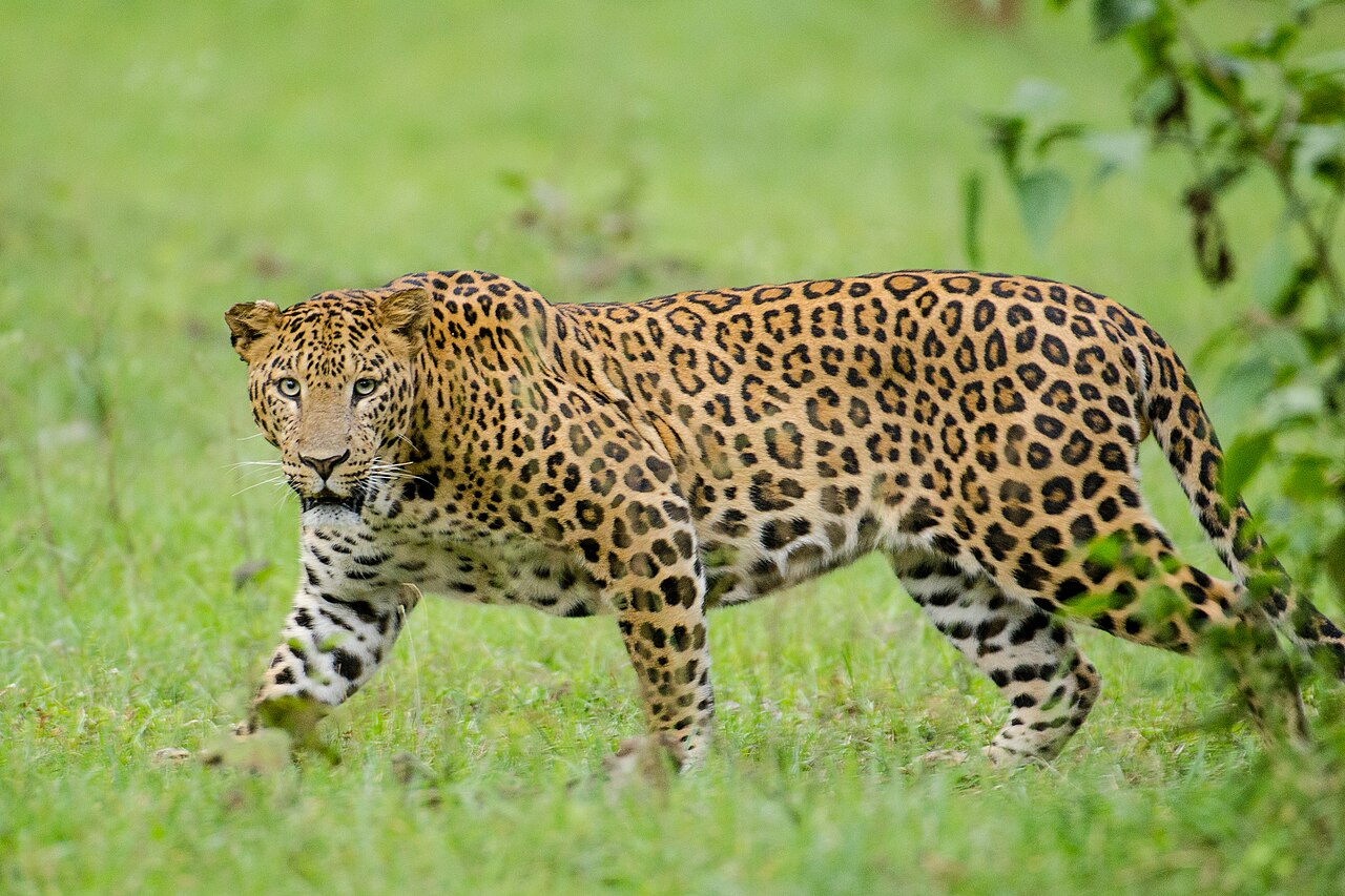 Why Are Leopards So Dangerous? - nickiy.com