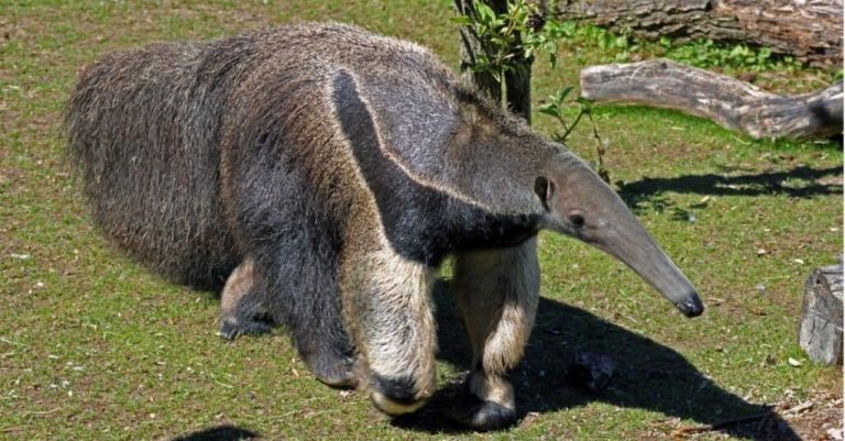 20 Weakest Animals In The World - nickiy.com
