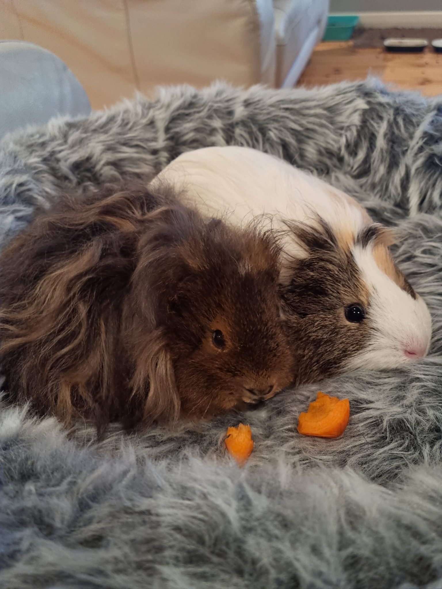 12 Tail-Wagging Animals (With Pictures) - nickiy.com