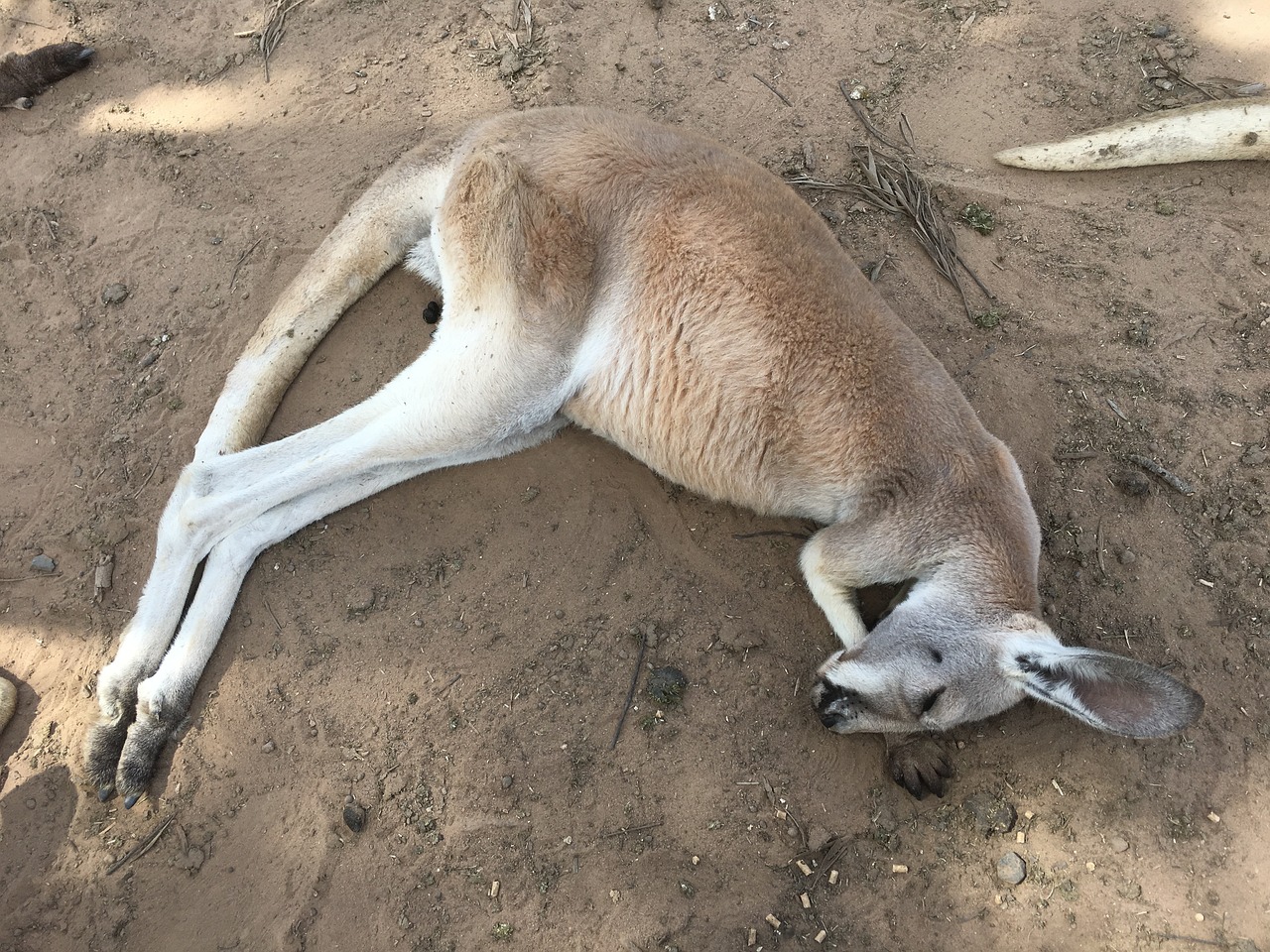 How Do Kangaroos Sleep - nickiy.com