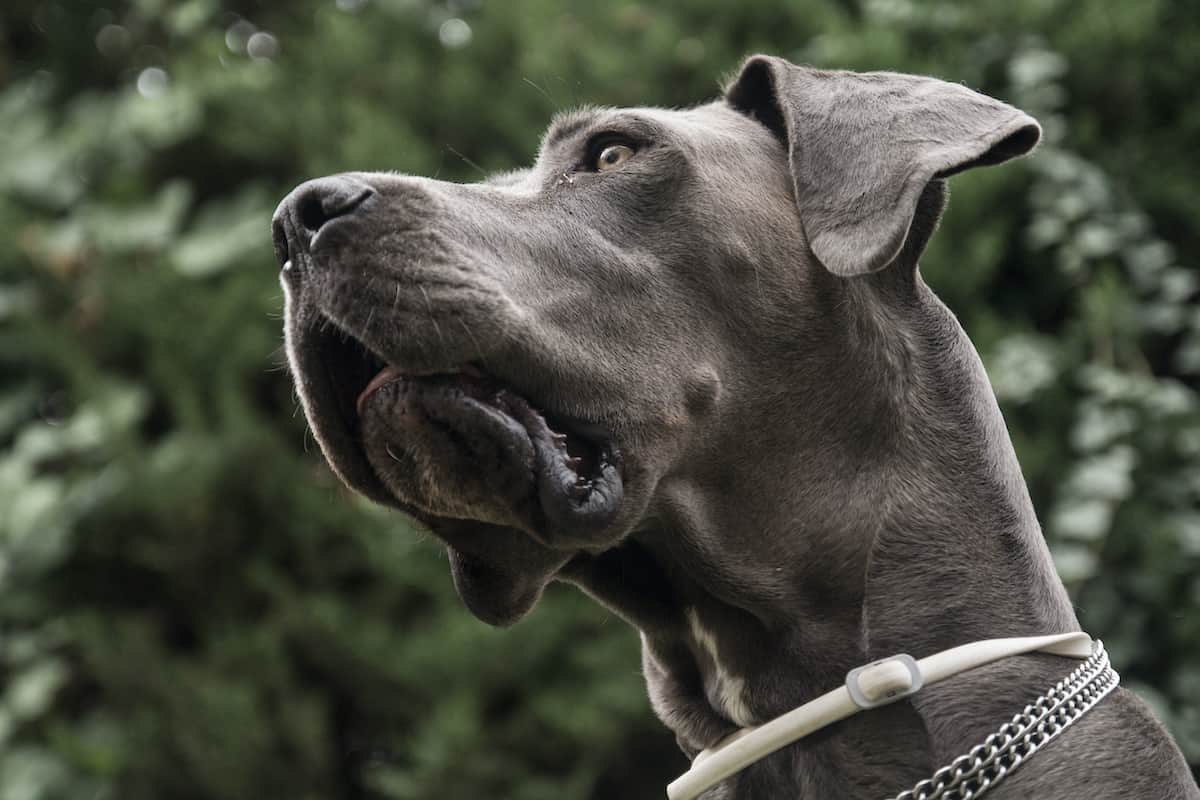 6 Surprising Reasons Why Great Danes Bury Their Heads - nickiy.com