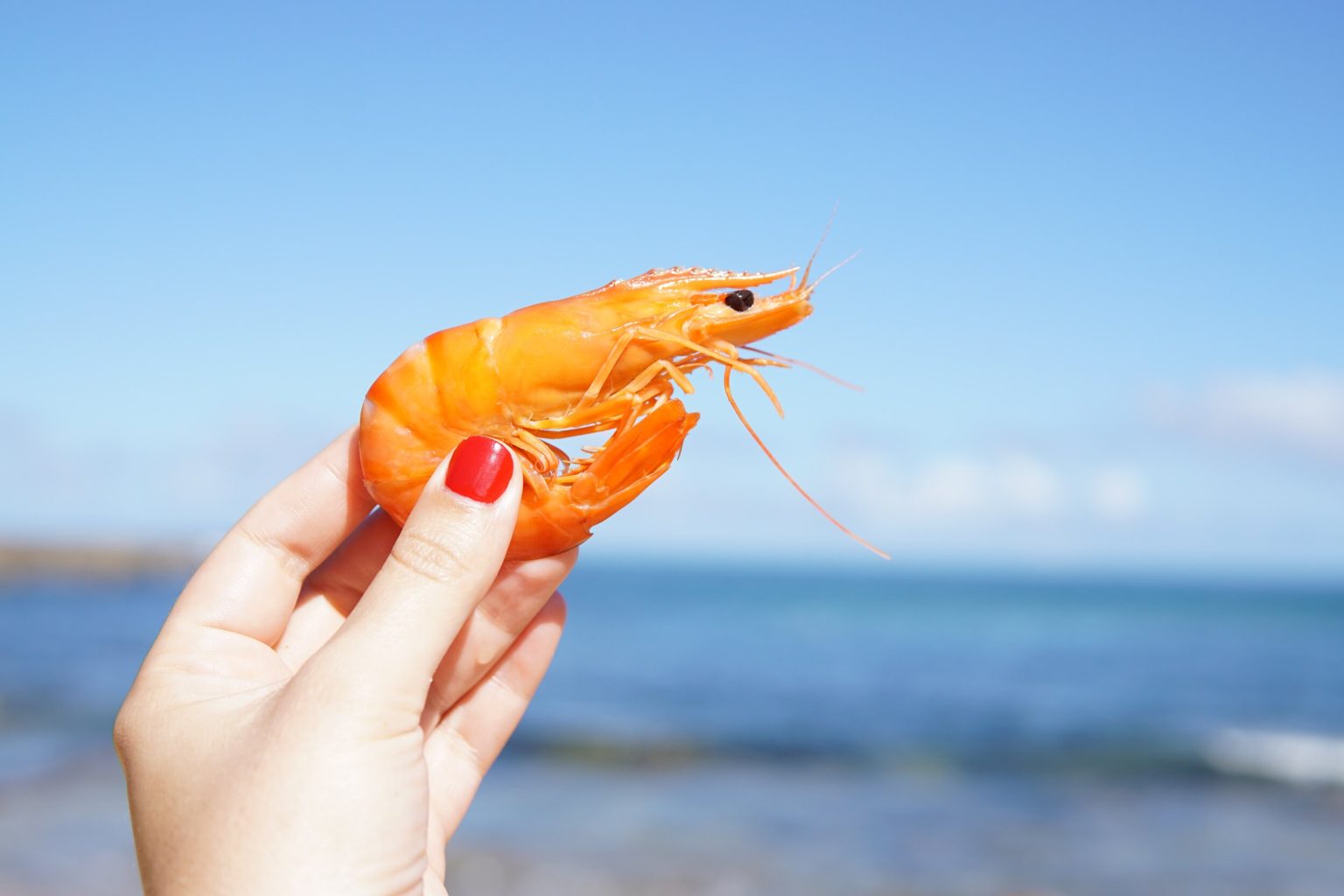Why Are Shrimp Called The Cockroaches Of The (Ocean) Sea - nickiy.com
