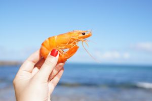 Why Are Shrimp Called The Cockroaches Of The (Ocean) Sea - nickiy.com