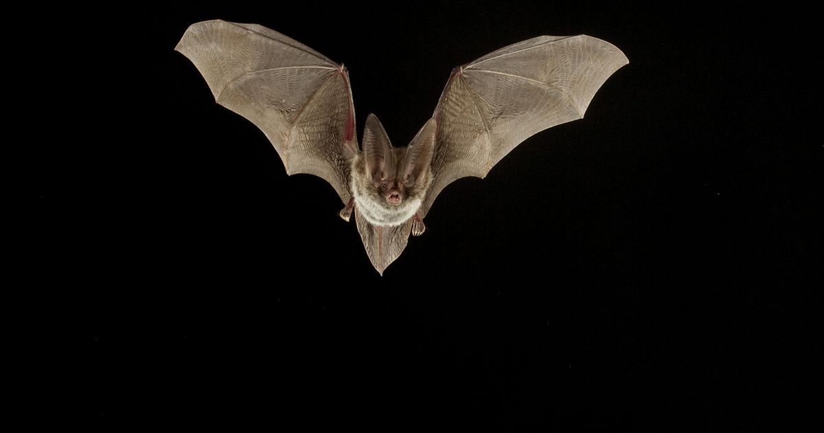 4 Astonishing Reasons Bats Only Fly at Night! - nickiy.com