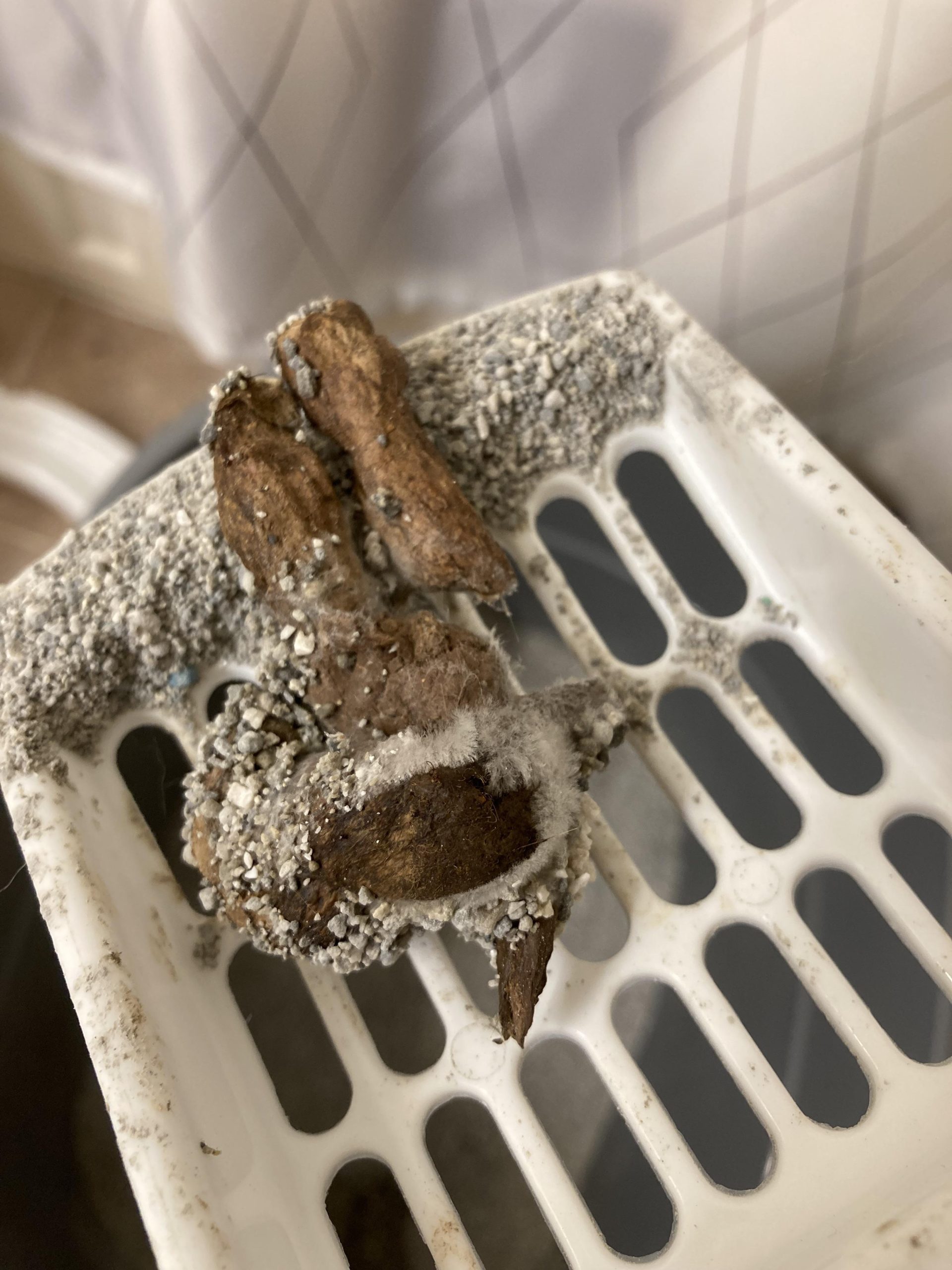 Why Is My Cats Poop Moldy? - nickiy.com