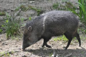 Discover the Ultimate Collection: Animals Without Tails - A Picture ...