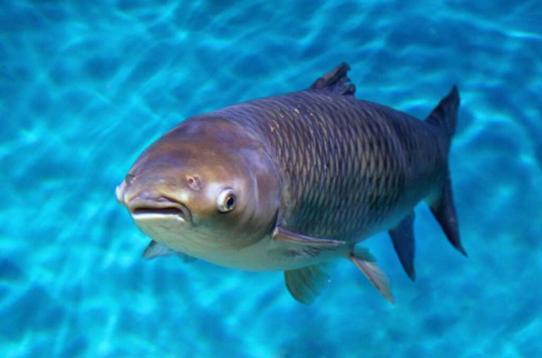 18 Types of Fish Found in the River (With Pictures) - nickiy.com