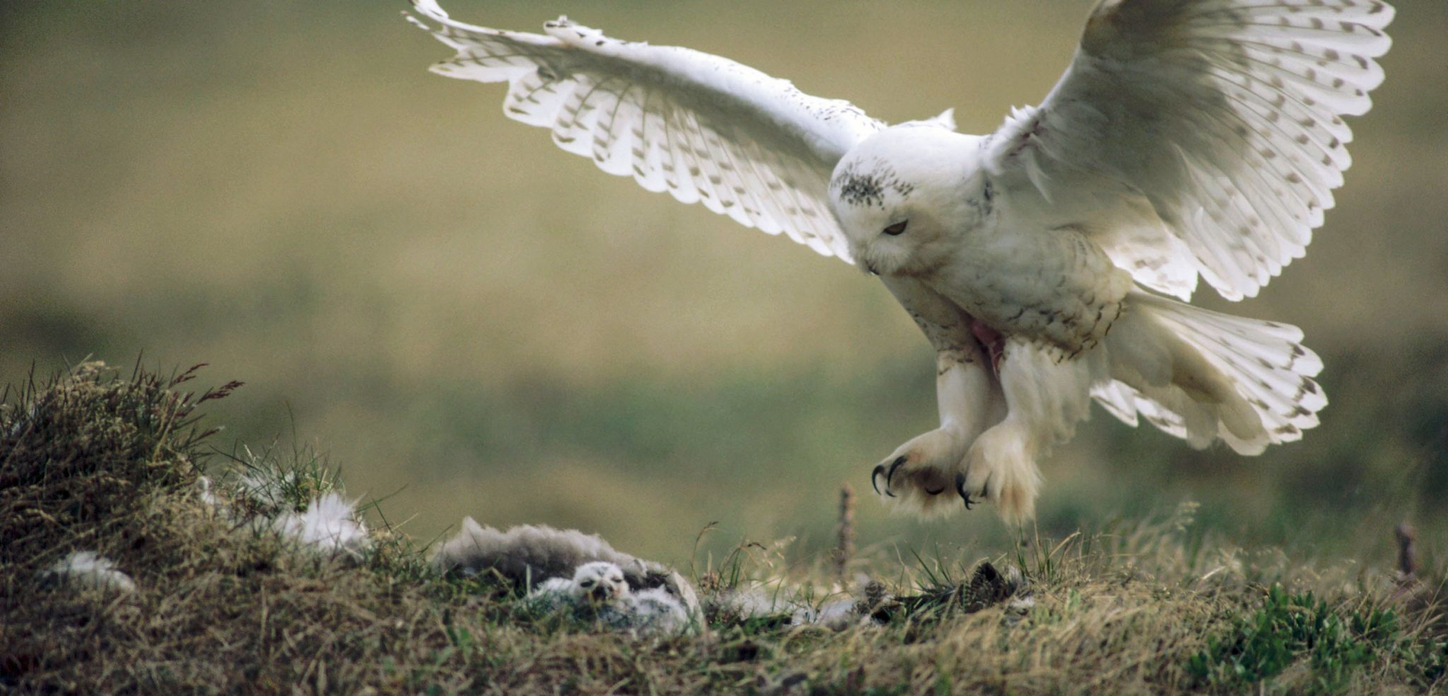 Curious About Owl Legs? - nickiy.com