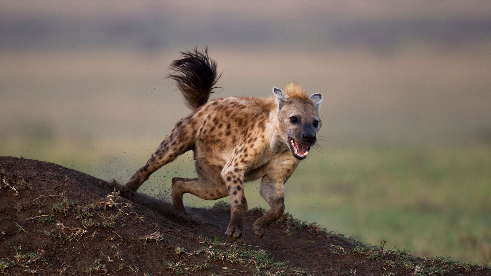 Why Are Cheetahs Scared Of Hyenas? - nickiy.com