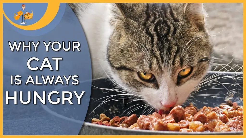 20 Weakest Animals In The World - nickiy.com