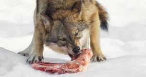 Can Wolves Eat Chocolate? - nickiy.com