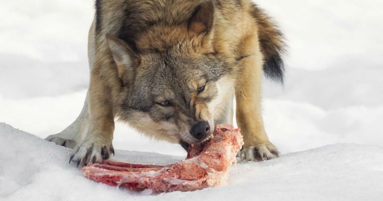 Can Wolves Eat Chocolate? - nickiy.com